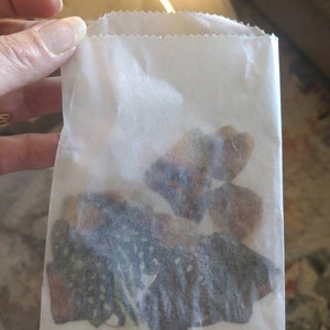 Assorted Beetles Bugs Insects Wholesale Mix Lot Collection Choose 1, 5 ...