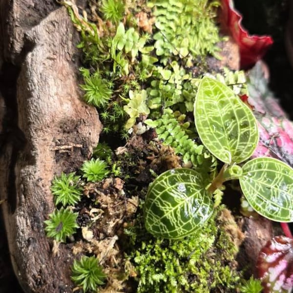 Cultivated Rose Moss// Rhodobryum Ontariense, 5, 10, 20 or 30 Plants ...