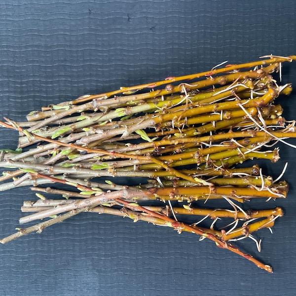 20 Trident Maple Bonsai Tree Seeds – Grow Acer Buergerianum – Japanese ...