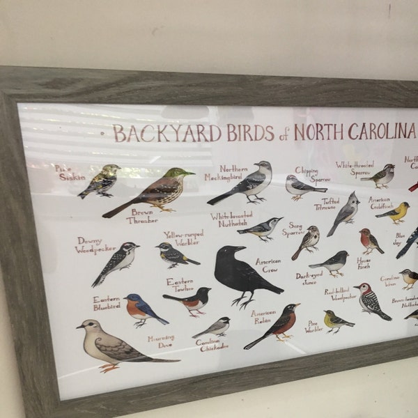 North Carolina Backyard Birds Field Guide Art Print / Watercolor ...