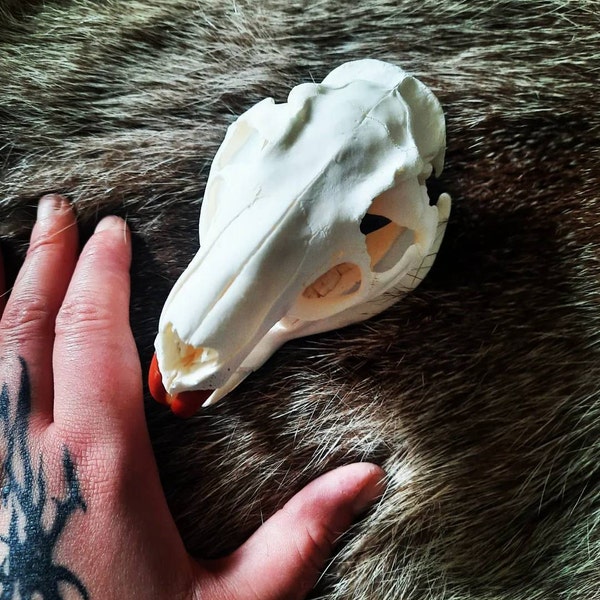 Real Young Goat Skull With Jaw, Perfectly Clean Animal Skull, Real ...