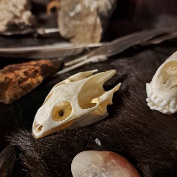 Ancient Fossilized Corax Shark Dinosaur Teeth - Shark Teeth Fossil ...