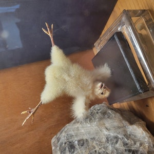 Made to Order. Sixteen Legged Centipede Chicken Taxidermy Curiosity by ...