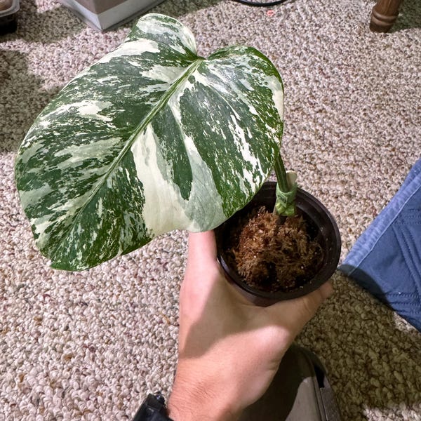 Copper Electroformed Sycamore Leaf. Copper Plated Leaf. Turning Real ...