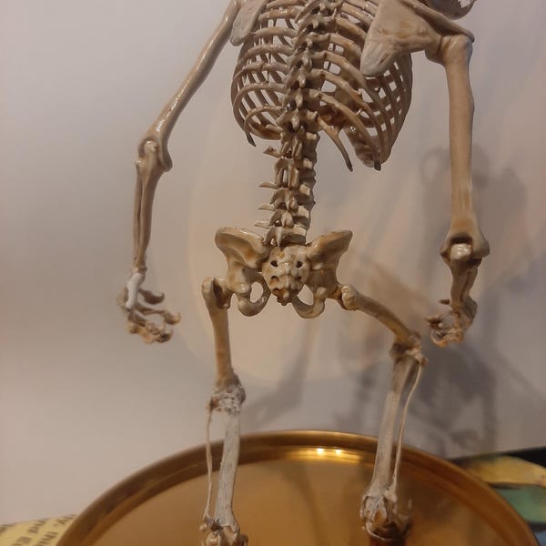 Bat Winged Demon Skeleton, Curiosity Cabinet - Etsy