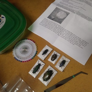 Beetle Mounting Kit for Beginners With Real Beetles and Tools - Etsy