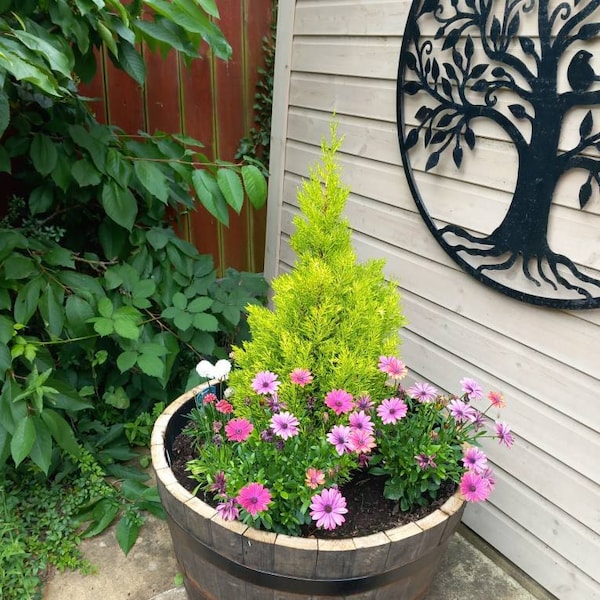 WHISKEY BARREL PLANTER - Reclaimed Oak Cask Planters - Freshly Made to ...