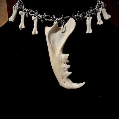 Real Coyote Claws Natural Finish Bag of 10 Pieces Stock - Etsy