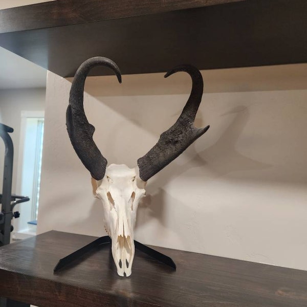 European Skull Mount Tabletop Display Bracket - Etsy