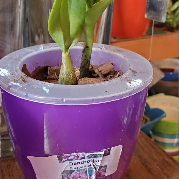 3 Perfect Orchid Pots - Self Watering - Plant Planters - Etsy