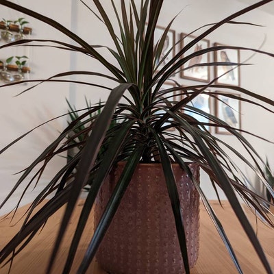 Daisy Eucalyptus Garland Draping Garland Hanging Vines - Etsy