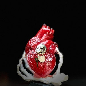 Realistic Heart-shaped Box 2 Styles Anatomical Heart - Etsy