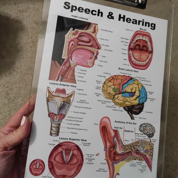 Sound Production Anatomical Chart for Voice and Singing Anatomy and ...