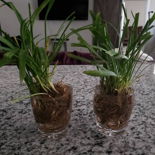 9 Liriope Plants: Lily Turf Monkey Grass, Easy Grow Perennial ...