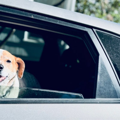 Bibbidi Bobbidi Brew Svg, Keurig Svg, Coffee Pot Svg, Coffee Pot Decal ...