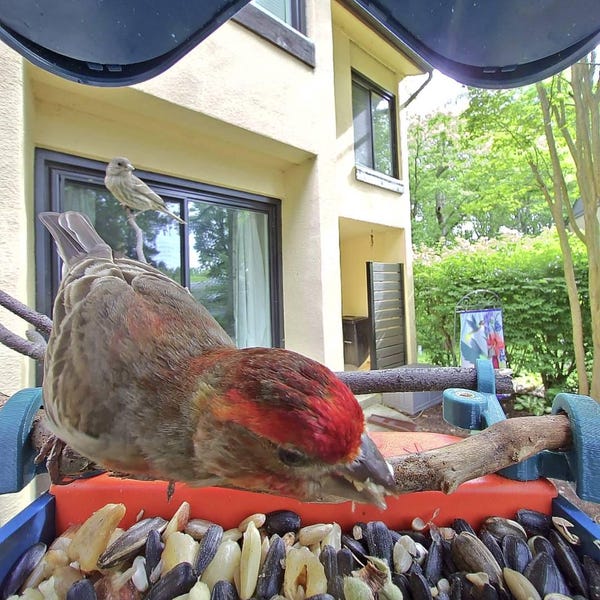 Bird Buddy Accessory Extender - Etsy