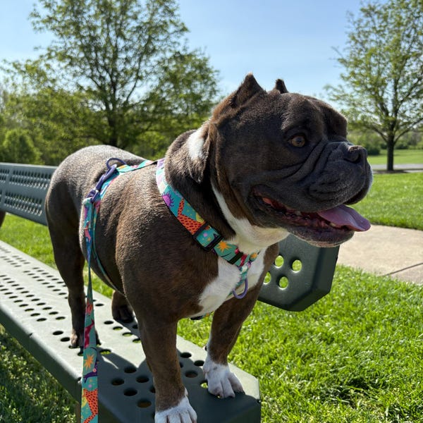 Funny Adjustable Dog Harness, Personalized Guard Harness, Soft Webbing ...