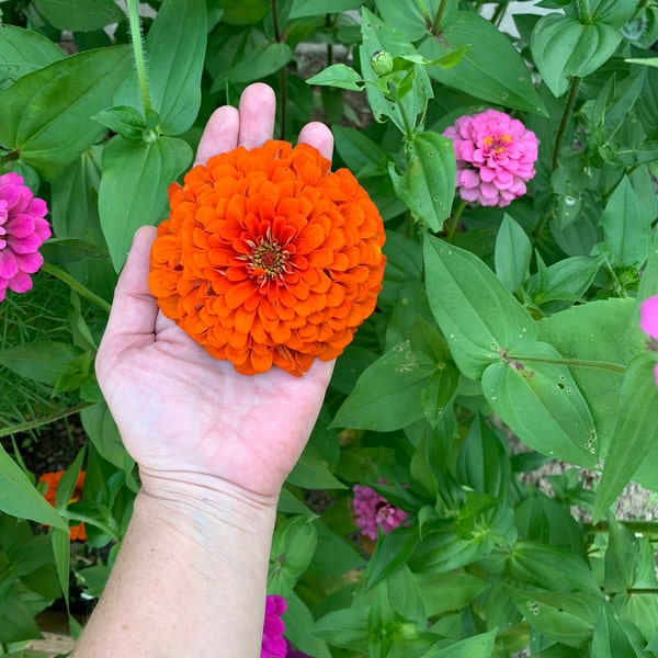 California Giant Zinnia Seeds - Heirloom, Large Cut Flower Variety (100 ...