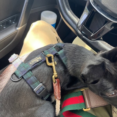 Dog Tag Bunny Chaser Dog Tag Funny Pet Tag Dog ID Tag Bunny Rabbit Dog ...