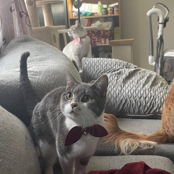 Navy Blue Bow Cat Collar With Silver Bell - Fancy Cat Collar for Pet ...