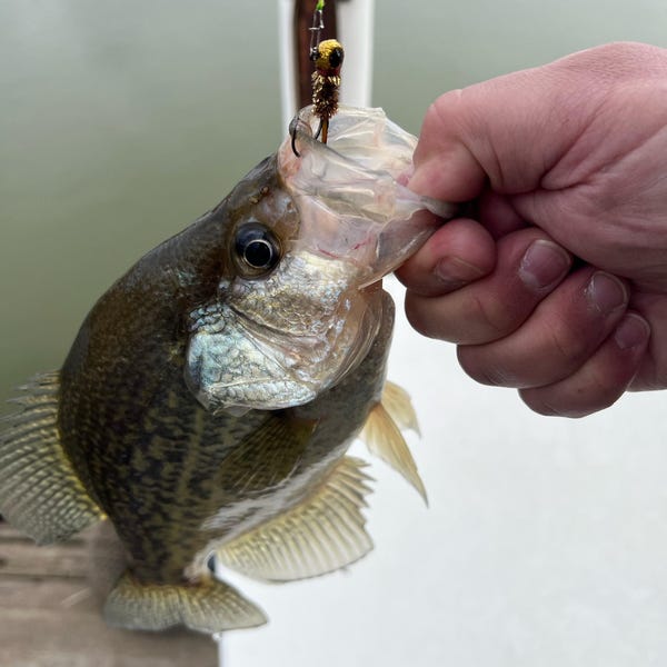 OG June Bug Crappie Fishing Jigs - Etsy