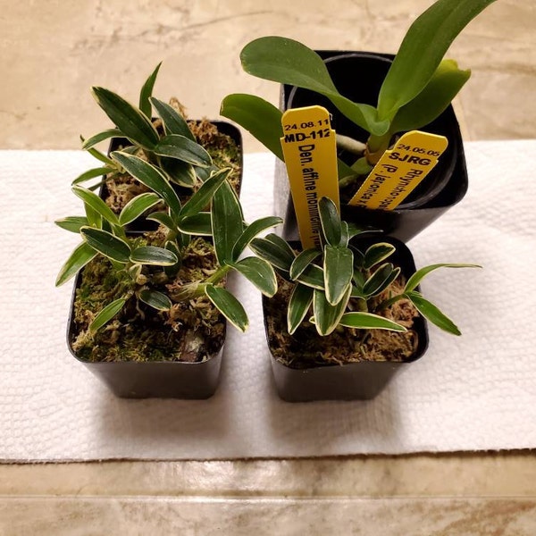 Rlc. Sung Ya Green 'mailman' 2.5 Pot - Etsy