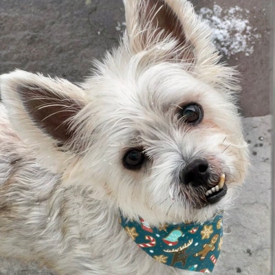 German Goose Feather Christmas Tree US Zone Germany 1940s Original ...