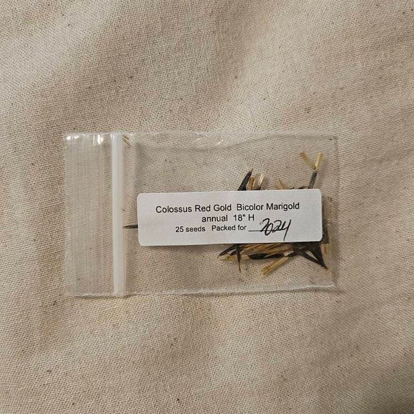 Marigold Colosseum Red Gold Bicolor Marigold Seeds USA Heirloom Check ...