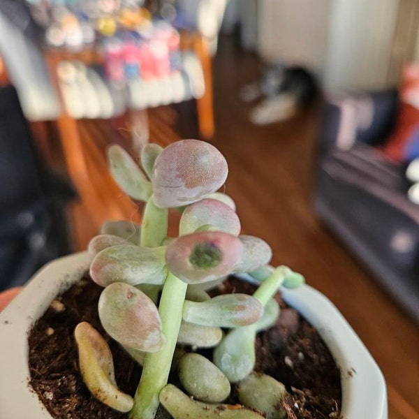 Rare Pink Moonstone Succulents, Pink Pebble Rosette Plants, Pachyphytum ...