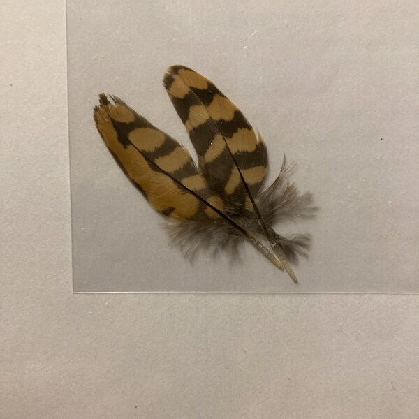 Set of Banded Flint Stones #3, 125g Striped Rough Stone Natural Flint ...