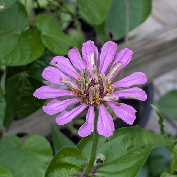 20 Purple Petunia Bullseye Flower Seeds - Etsy