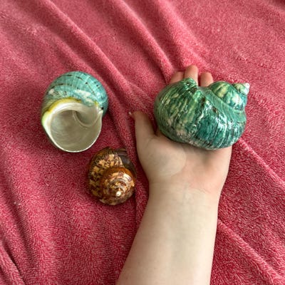 Big Size Hermit Crab Sea Shell, 1 7/8 2 1/4 Opening Hole.green Mother ...