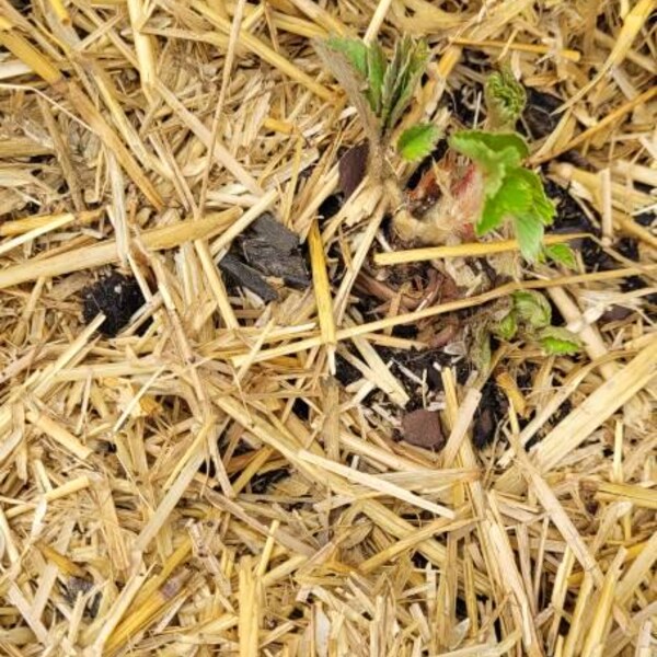 3 Blackberry Plants "triple Crown"-thornless (3 Large 1 Year Old Plug ...