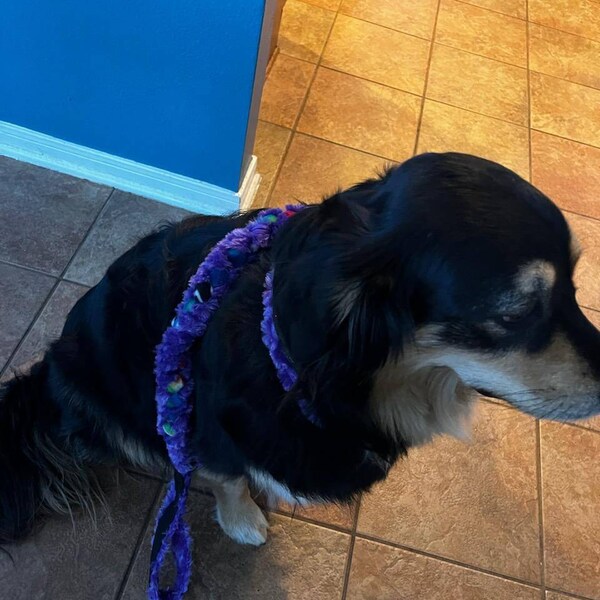 Bold and Bright Ring Lead With Tug! - Agility Lead-barn Hunt Lead ...