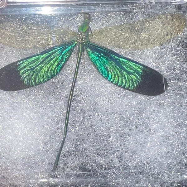 Real Butterfly Specimen, Preserved Butterfly, Spread Butterflies, Blue ...