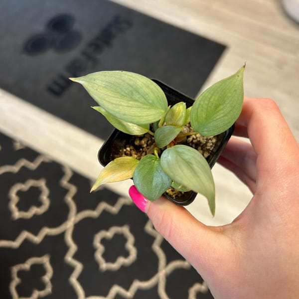 Epipremnum Aureum Teruno Robin - Rare Japanese Pothos - Terunoworld ...