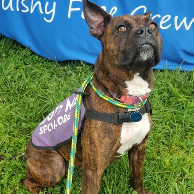 5-pack ADOPT ME Bandana Scarf for Rescue Dogs - Etsy