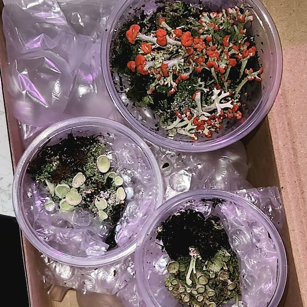 Pixie Cup Lichen. Live Pixie Cup Lichen Specimens for Terrarium, Moss ...