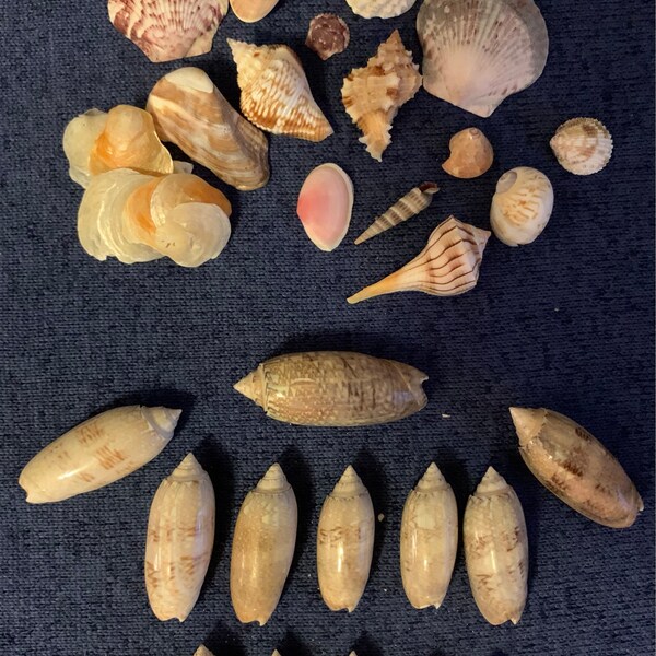 25 Beautiful Pink Rose Petal Tellin Shells - Etsy