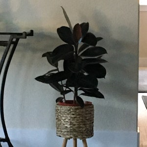 Boho Vintage Cat Tail Woven Plant Stand - Etsy