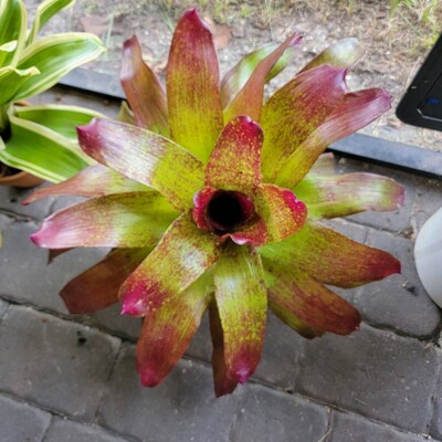 Bromeliad Neoregelia 'supernova' - Etsy