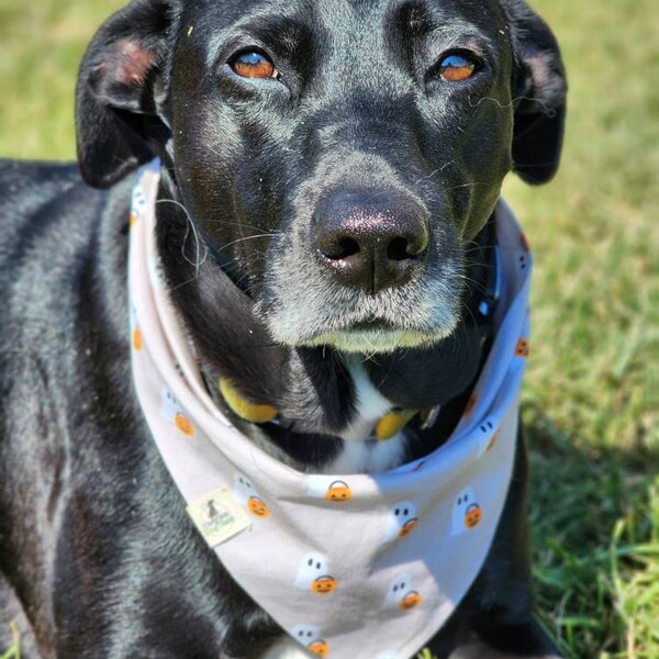 Ghost Trick or Treat Scrunchie Dog Bandana, Halloween Pet Accessories ...