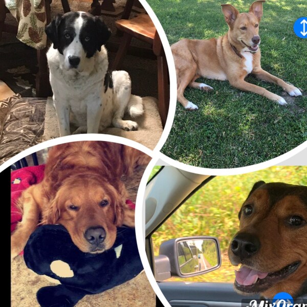 2 Pack of Aloha Crunch Bites. Churpi Yak Himalayan Puffs Infused With ...