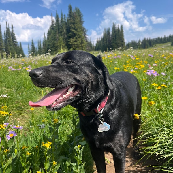 Custom Pet Tag for Dogs and Cats Personalized Weiner Hot Dog Tag Pet ID ...