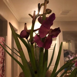 Paph makuli-curtisii Maudiae X Maudiae 'napa | Etsy