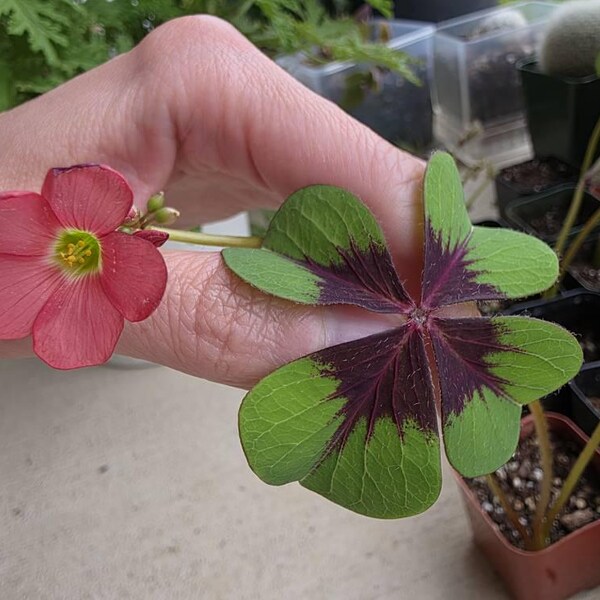50 Semillas De Chipilin Seeds Guatamalan Giant Chepil Chipilin Seeds - Etsy