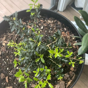 Fragrant Princess Dwarf Tea Olive 'kaori Hime' Osmanthus Live Plant 1 ...