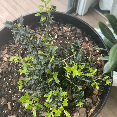 Fragrant Princess Dwarf Tea Olive 'kaori Hime' Osmanthus Live Plant 1 ...