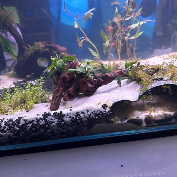 BUY 2 GET 1 FREE Mermaid Weed (proserpinaca Palustris)-easy Live ...