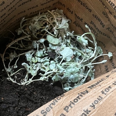 Silver Ponyfoot Dichondra Live 1 Gallon Plant - Etsy